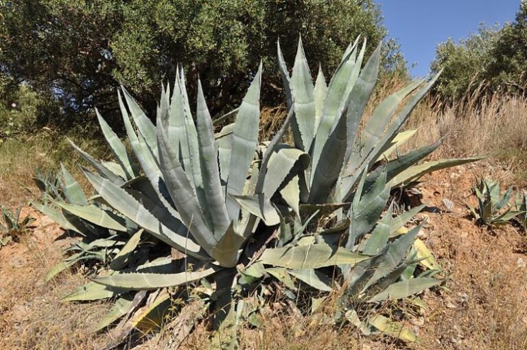 The Miracle of Maguey - Eat Your World